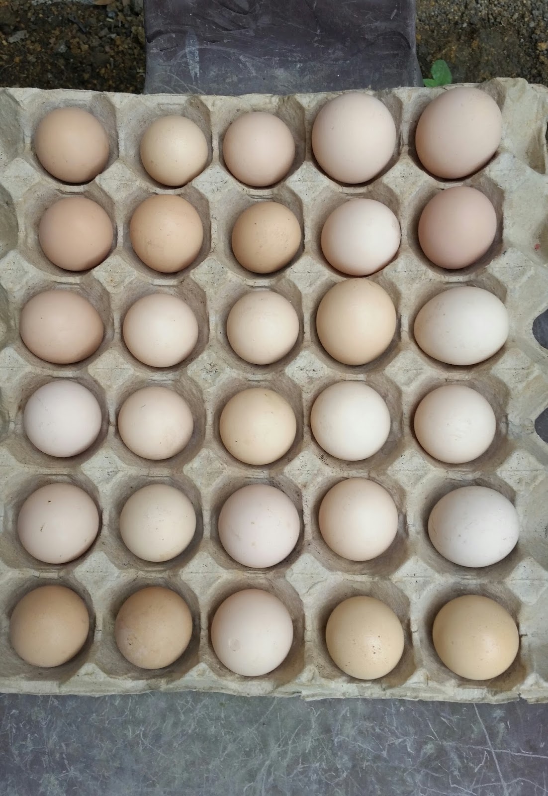 Warisan Petani: Telur Ayam Kampung