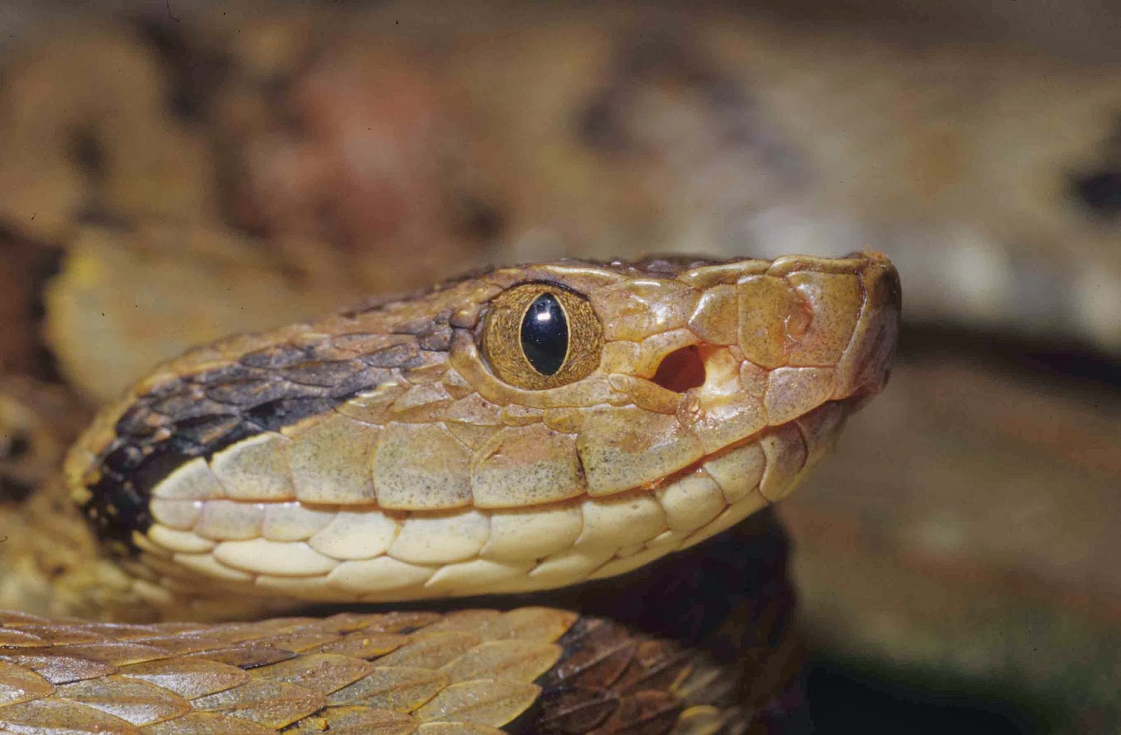 Núcleo de Proteção Ambiental (NPA): FOSSETA LOREAL E FOSSETA LABIAL