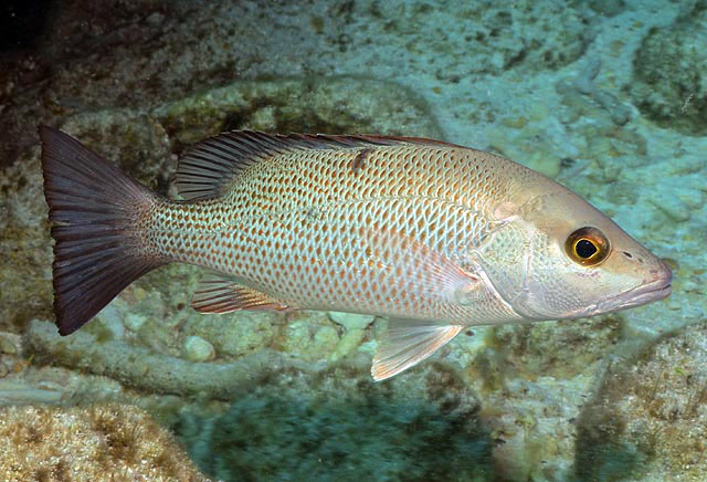 Virginia Tech Ichthyology Class : January 2017