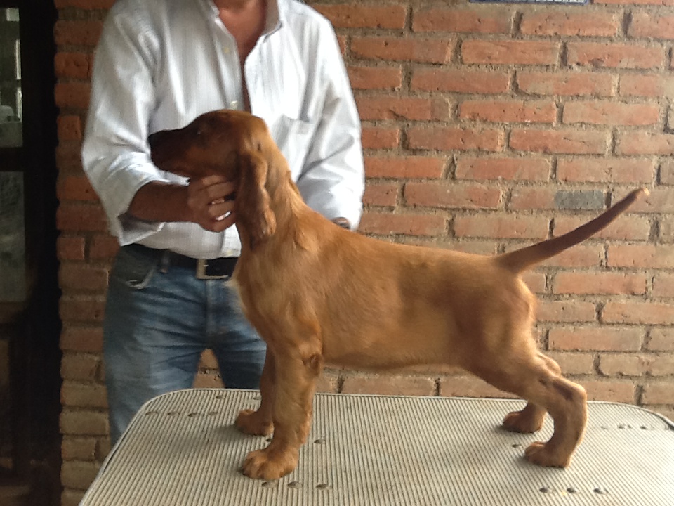 Mis Setter Irlandés Allegiance: Setter Irlandés Los Cachorros, Mis ...