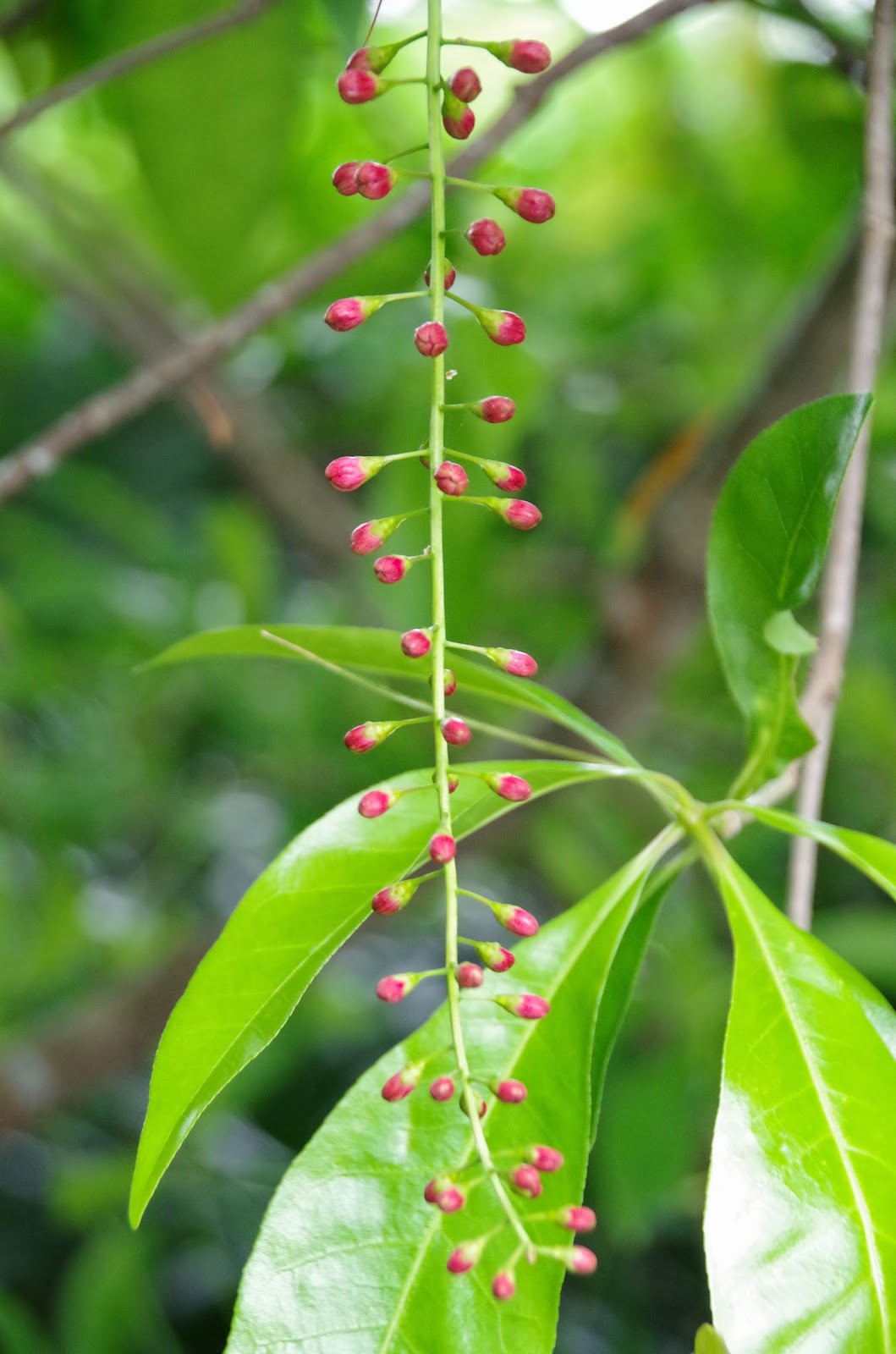 Trees and Plants: Freshwater Mangrove, Indian Oak (Barrington Acutangula)