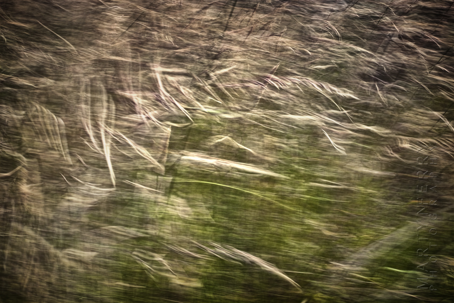 Photo journal of sorts: Extreme apertures in the lavender fields