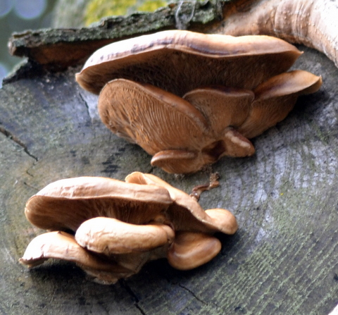 EN EL MONCAYO: Seta Ostra (Pleurotus ostreatus)