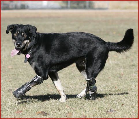 AJORBAHMAN'S COLLECTION: Mechanimals: Animals Fitted With Prosthetics ...
