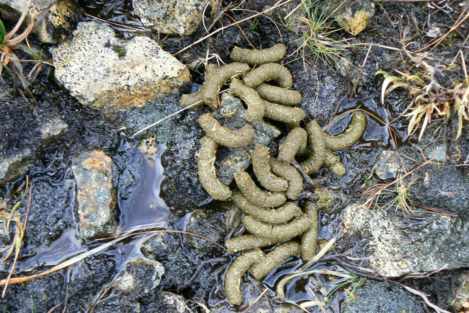 A Kilchoan Diary: Droppings