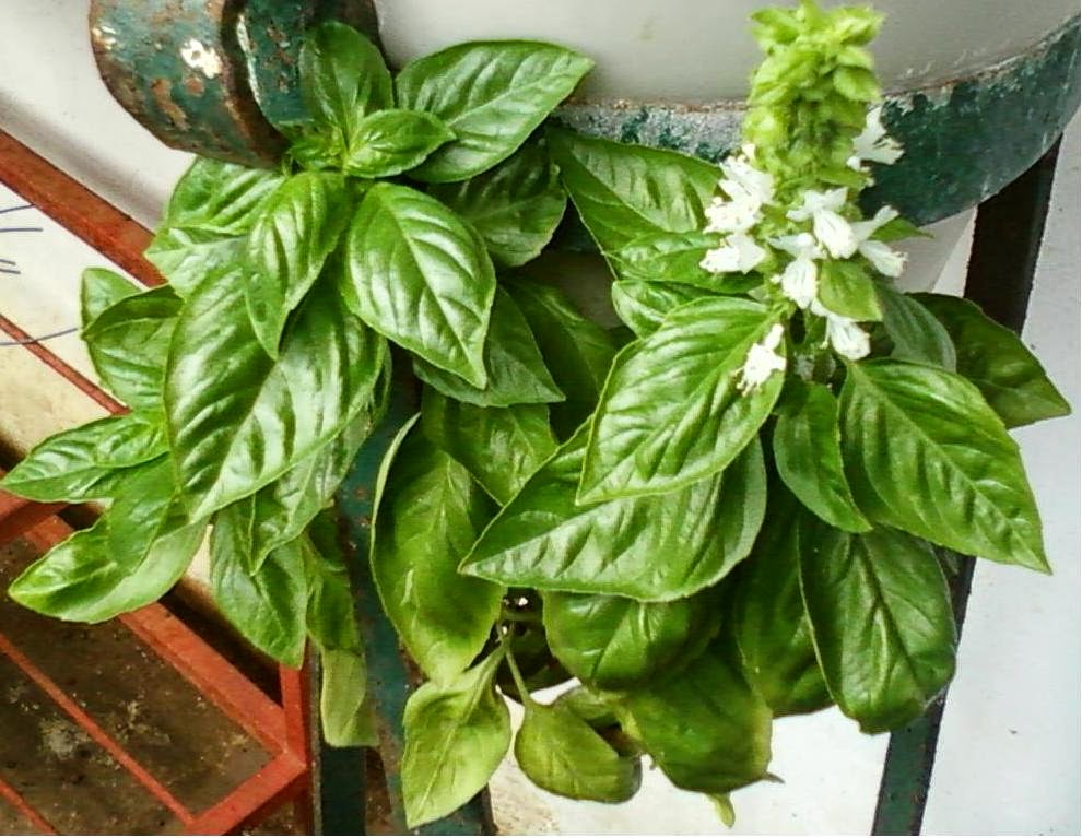 Partager avec plaisir - Recettes de cuisine faciles et idées de ...