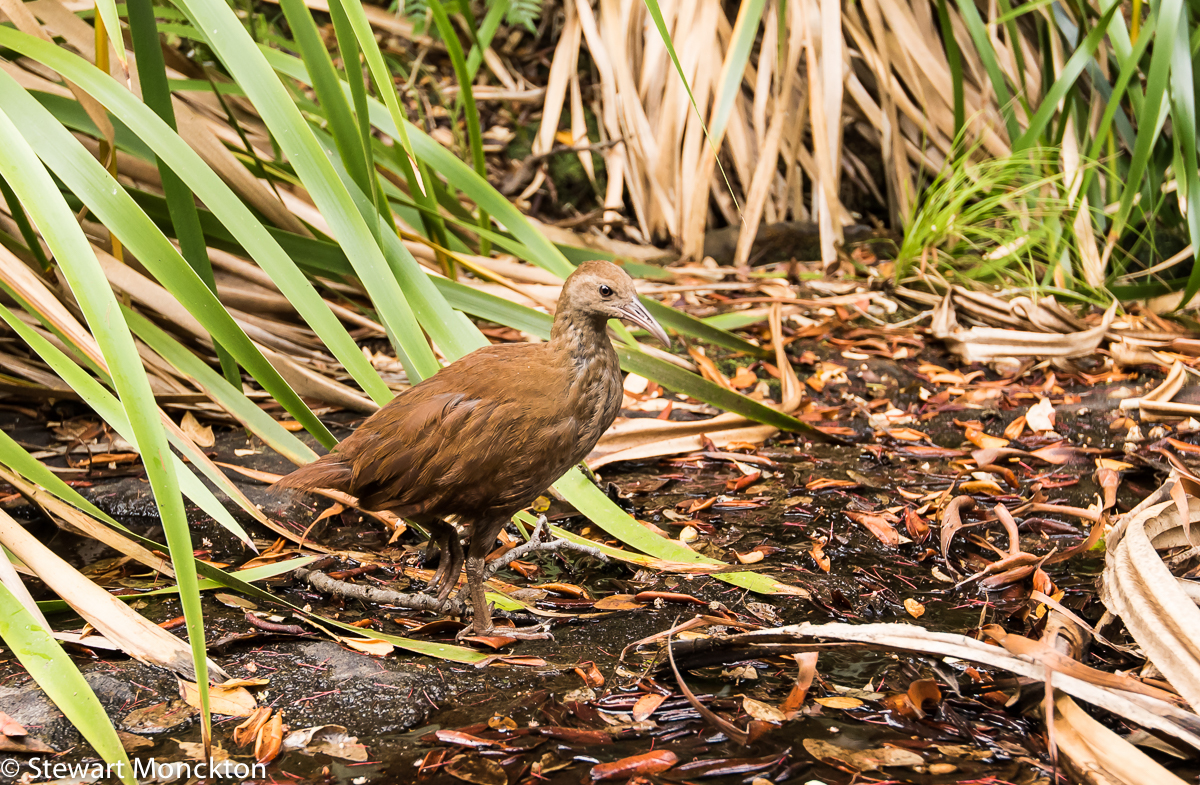 Paying Ready Attention - Photo Gallery: Wild Bird Wednesday 339 - Wood Hen