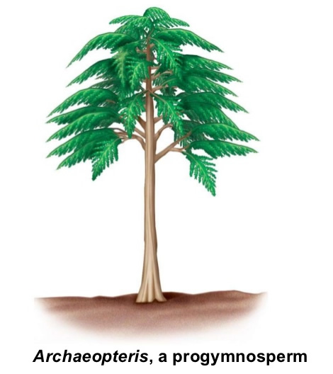 Plant Life: Gymnosperms