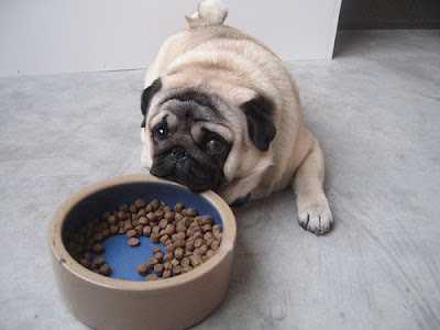 how to feed your dog: Feeding dogs