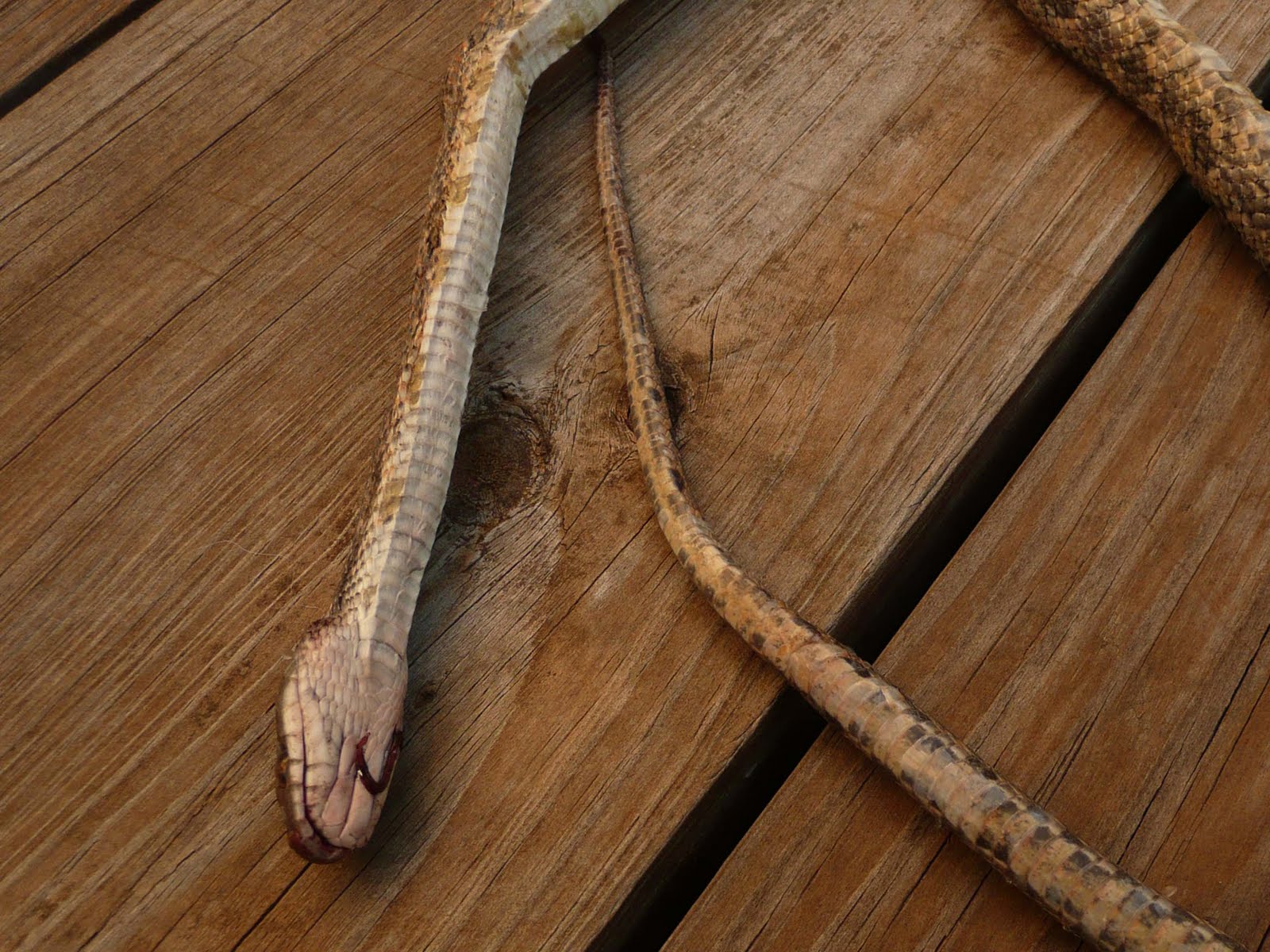 The Milkweed Patch: Snake Killed by Air Conditioner