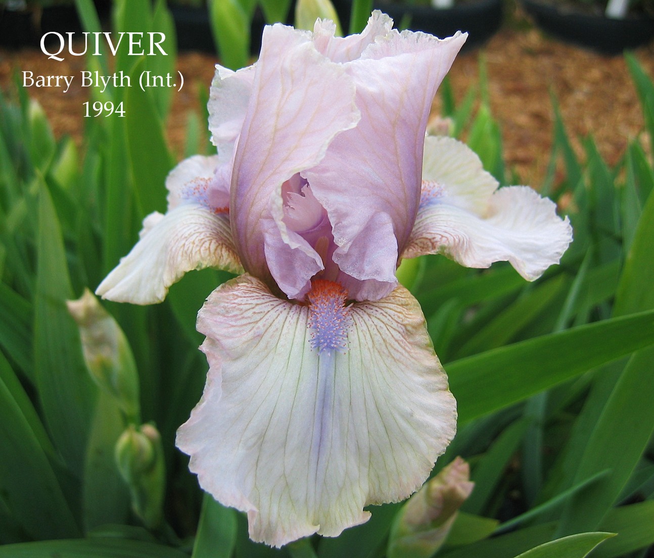 Intermediate Bearded Iris QUIVER ~ HERITAGE IRISES