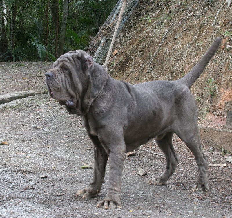 Allan Padget: Los Mastines (Razas de Perros)