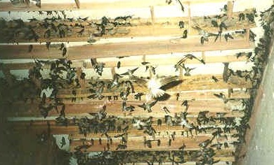 aneka budidaya: Cara Budidaya Burung Walet yang Benar