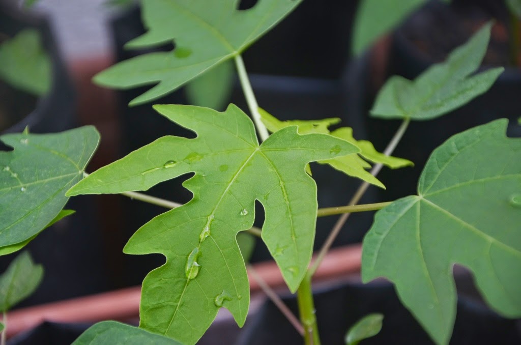 My little vegetable garden: Betik, Papaya, five lobes. (update no 4)