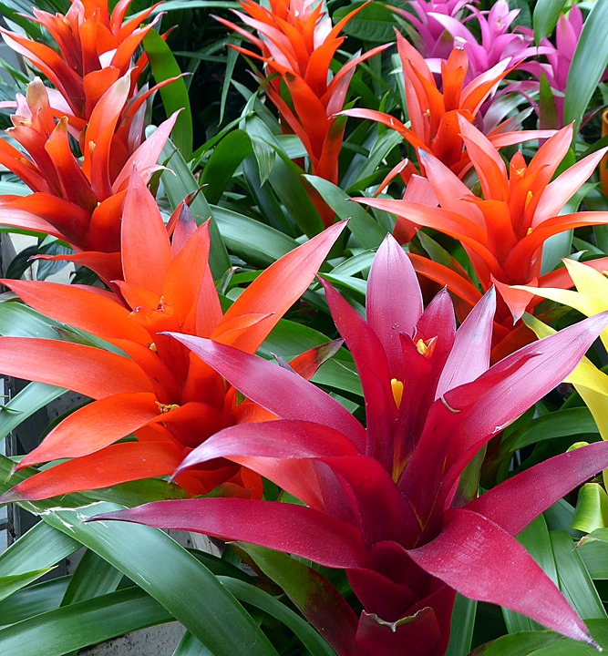Guzmania lingulata «guzmania» - Id Plantae