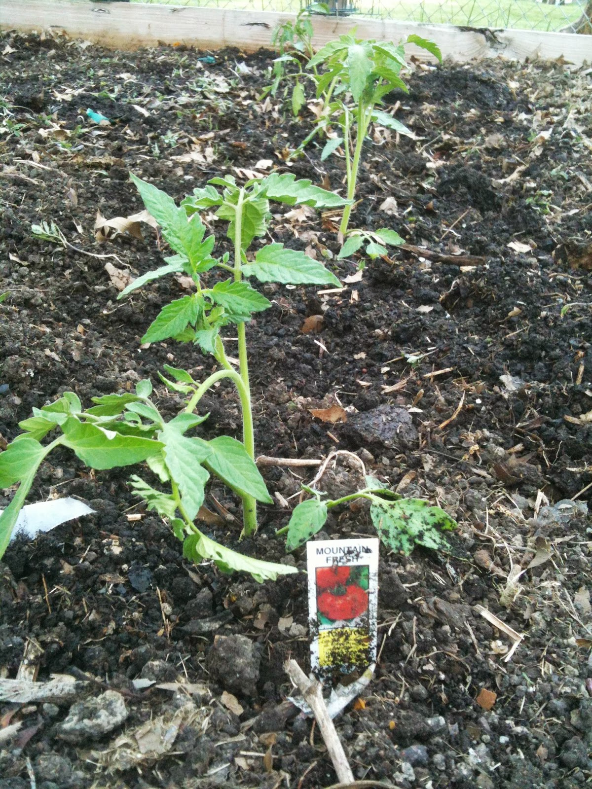 Square Foot Gardening in the City: Tomatoes!