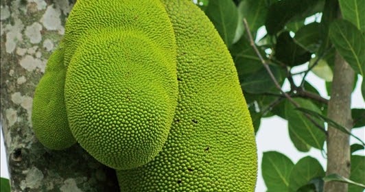 How To Prepare Cutlet From Jack-Fruit Seeds ? - Odia Khana Khazana ...