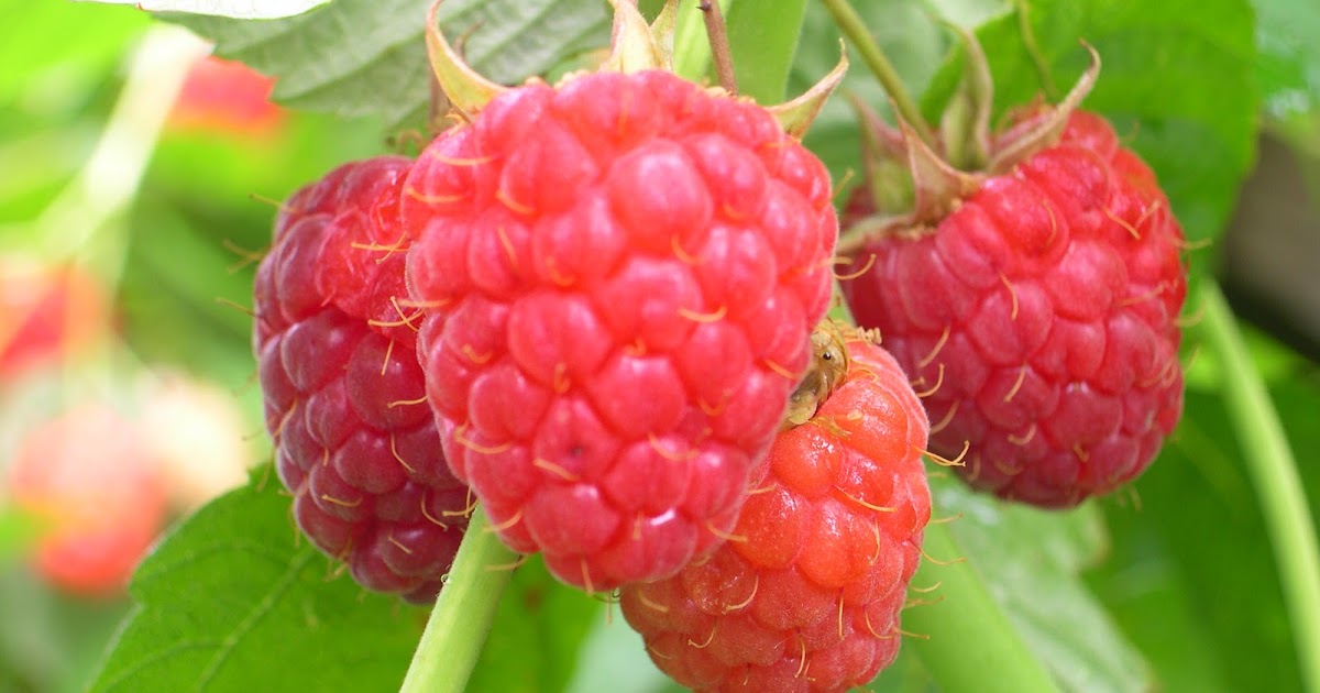 nirvana organic farm: FARM PRODUCE