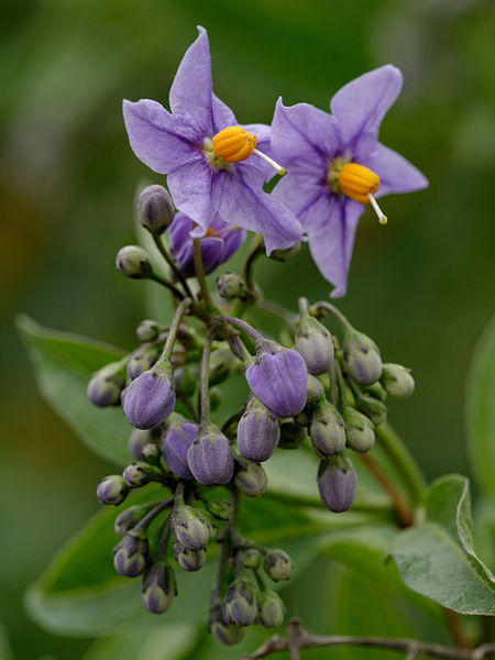 life between the flowers : Climbing potato vine Solanum Crispum ...