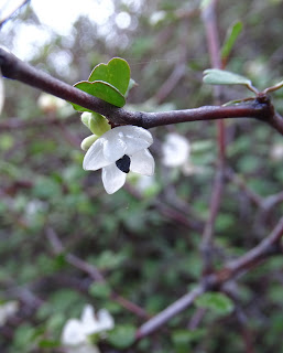 Trees For Canterbury