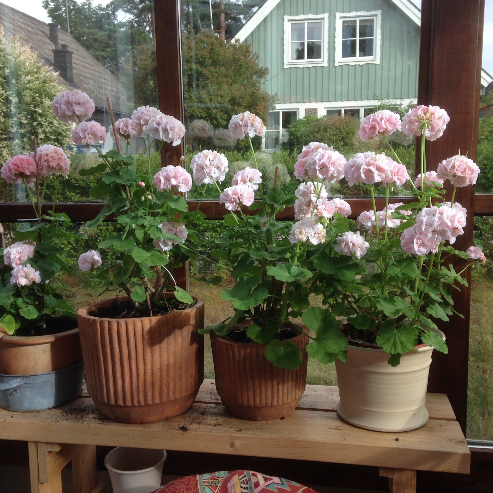 På Skärgårdsgatan: Pelargoner