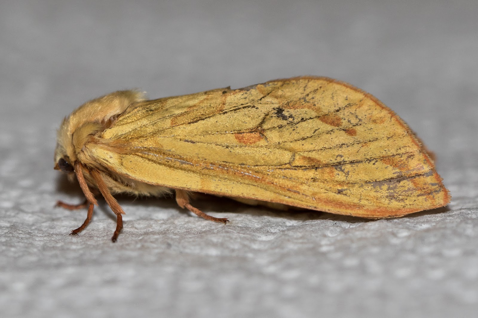 Butterflies, Dragonflies, Moths & other Insects: Ghost Moth