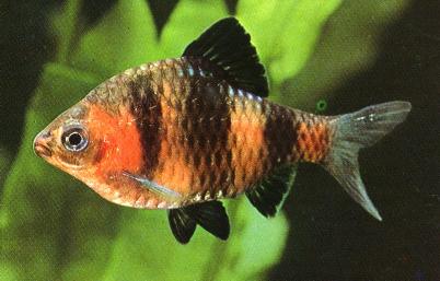 Aquarium Fish: Black Ruby Barb