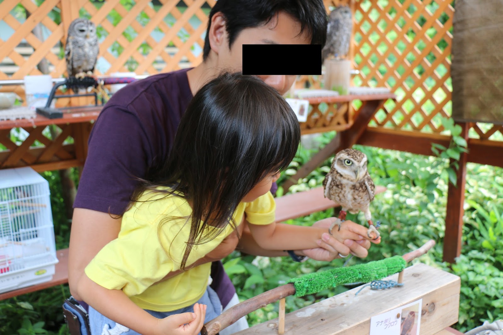 【秋田観光】北秋田でフクロウ、ミミズク、インコと触れ合えるTORIKAGO|ウォール外