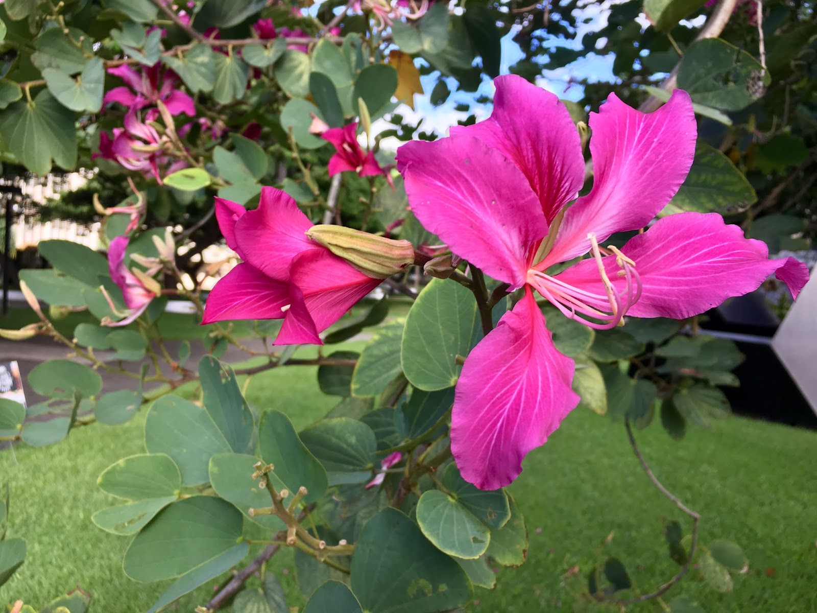 Bauhinia X blakeana (Hong Kong Orchid Tree)