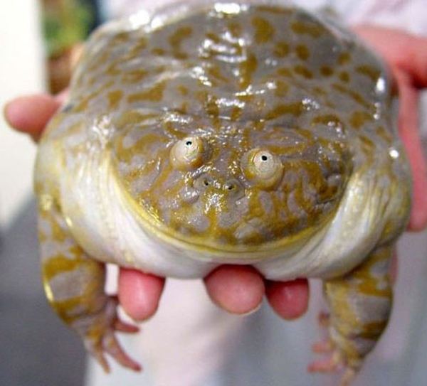 Adam's Amazing Book: Amazing Frogs