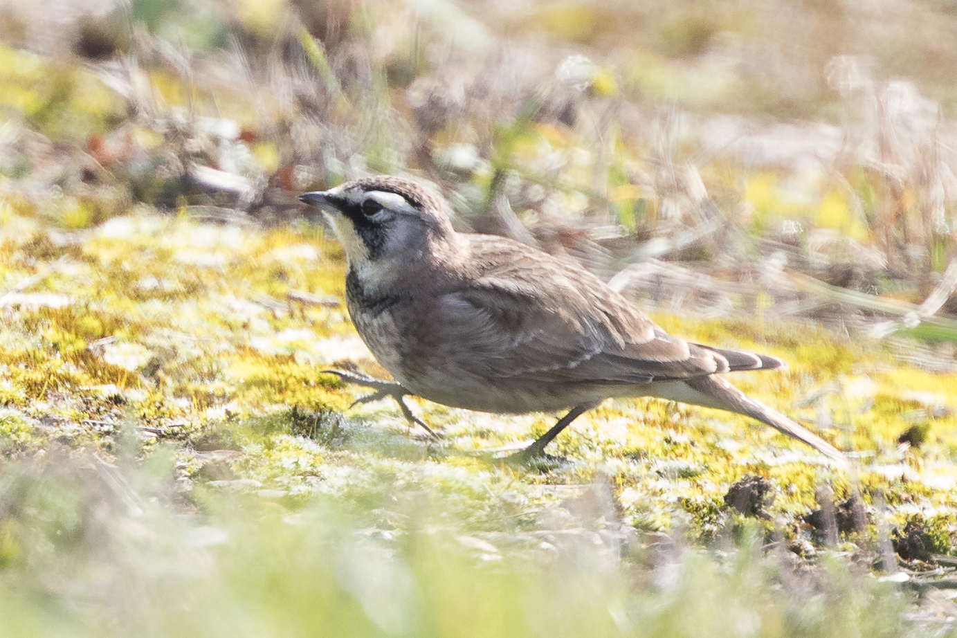 The Deskbound Birder: 'North American' Horned Lark - Staines Reservoir