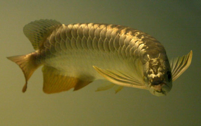 Vô Nhai Cốc ...: Tiêu chuẩn chọn cá rồng ... !!!