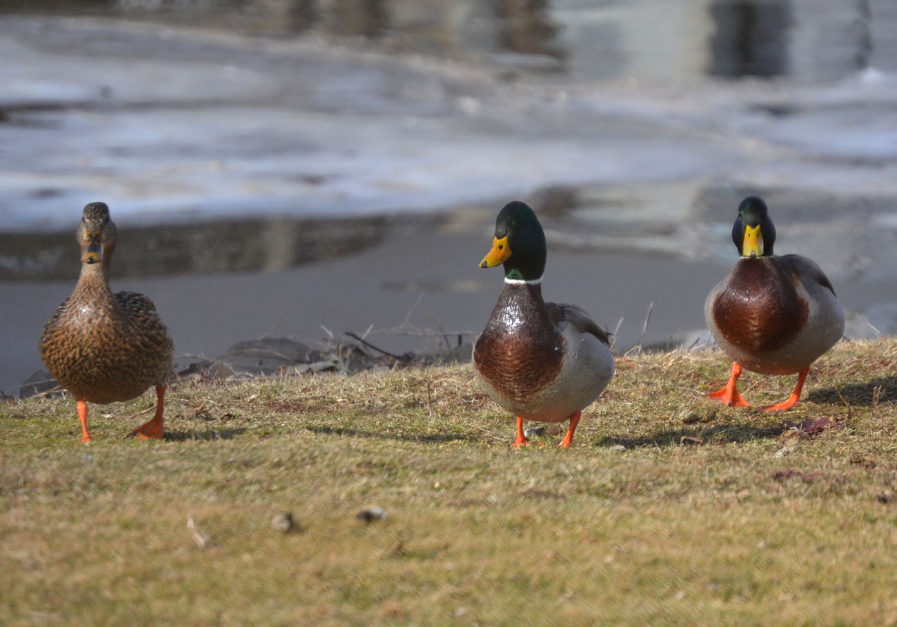 Woods Walks and Wildlife: Mallards and Geese