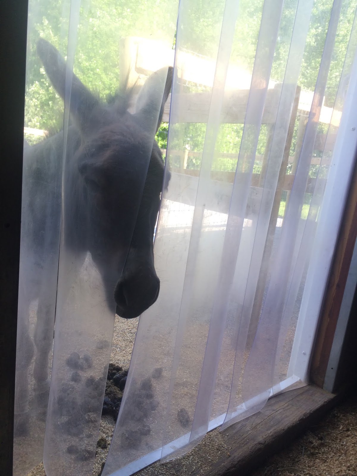 Building & Managing the Small Horse Farm: PVC Strip Doors for Stalls