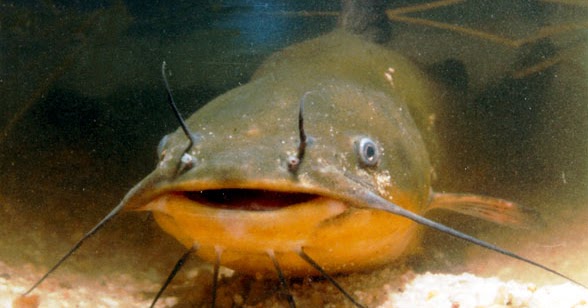 UFUGAJI BORA WA KAMBALE - Kilimo Hai