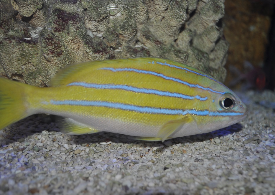 ZOOTOGRAFIANDO (6.100 ANIMALS): PERCA MARINA DE RAYAS AZULES / BLUE ...