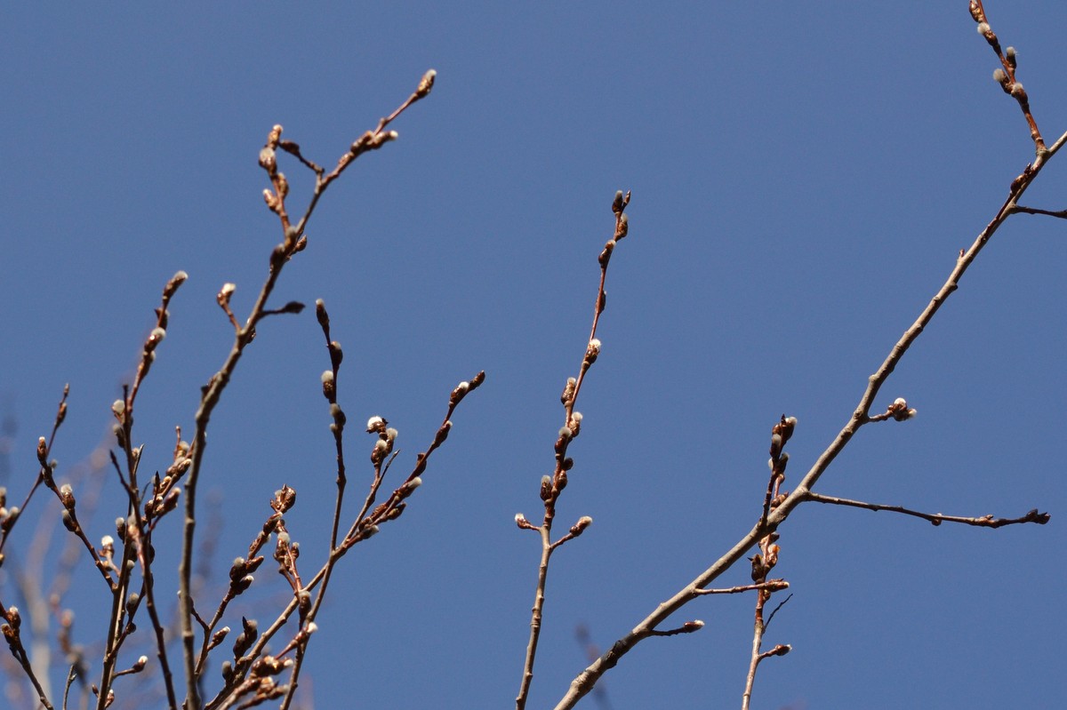 Woods Walks and Wildlife: Colorful Twigs and Newts (and a Bonus Owl)