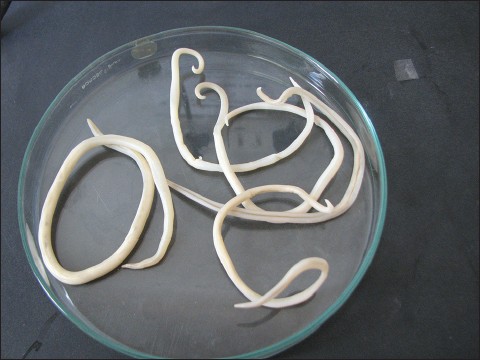 Filo nematelmintos | Biologia: A ciência da vida