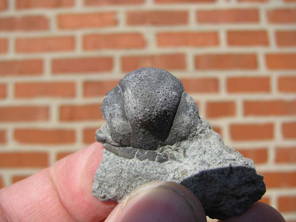 Views of the Mahantango: Partial Amphilichas trilobite cephalon from ...