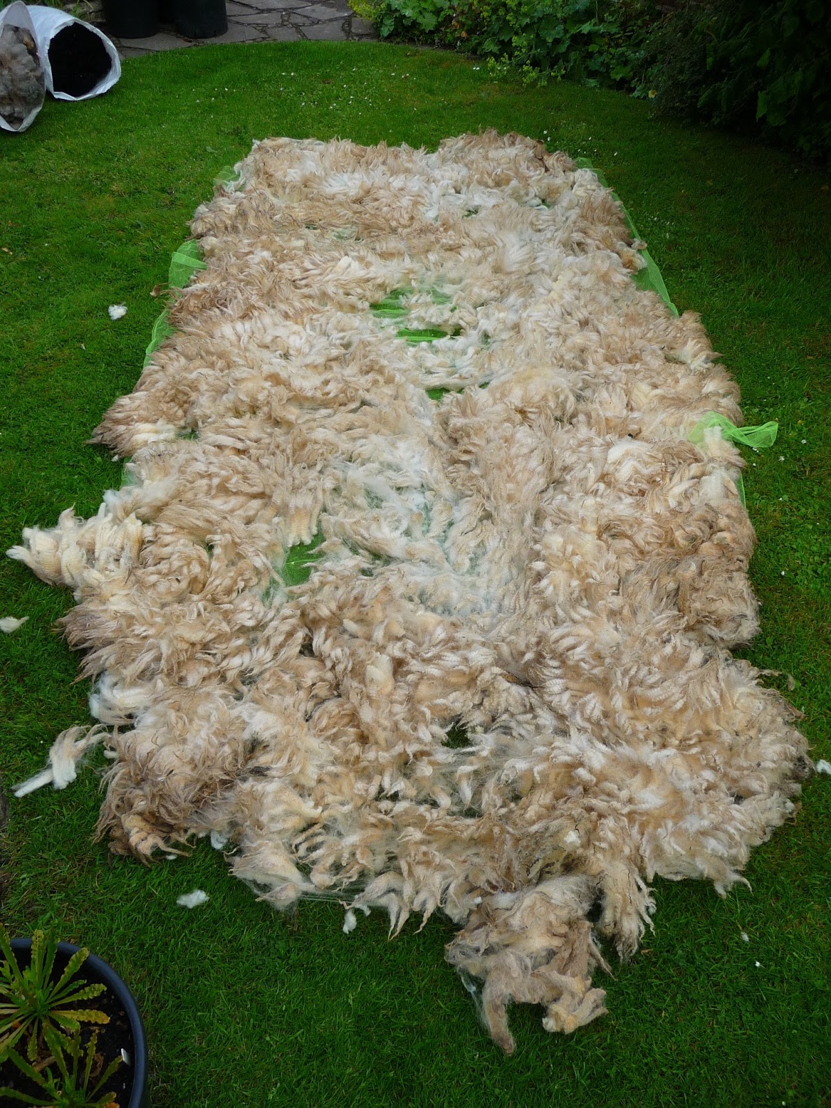 Wool - Tribulations of Hand Spinning and Herbal Dyeing: Skirting and ...