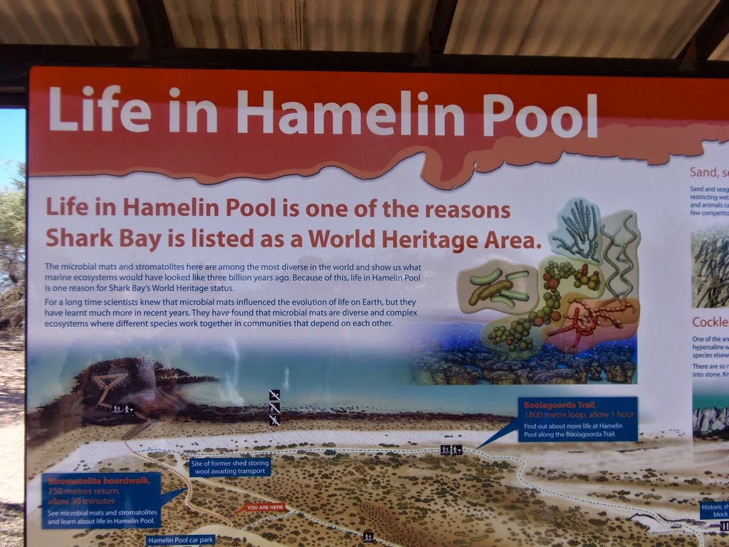 Solo Steve On The Road: THE STROMATOLITES of HAMELIN POOL- SHARK BAY WA