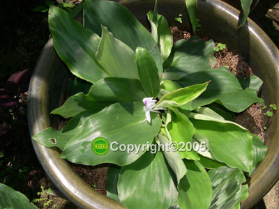 Airtangan Cik Siti: Cekur atau Kencur