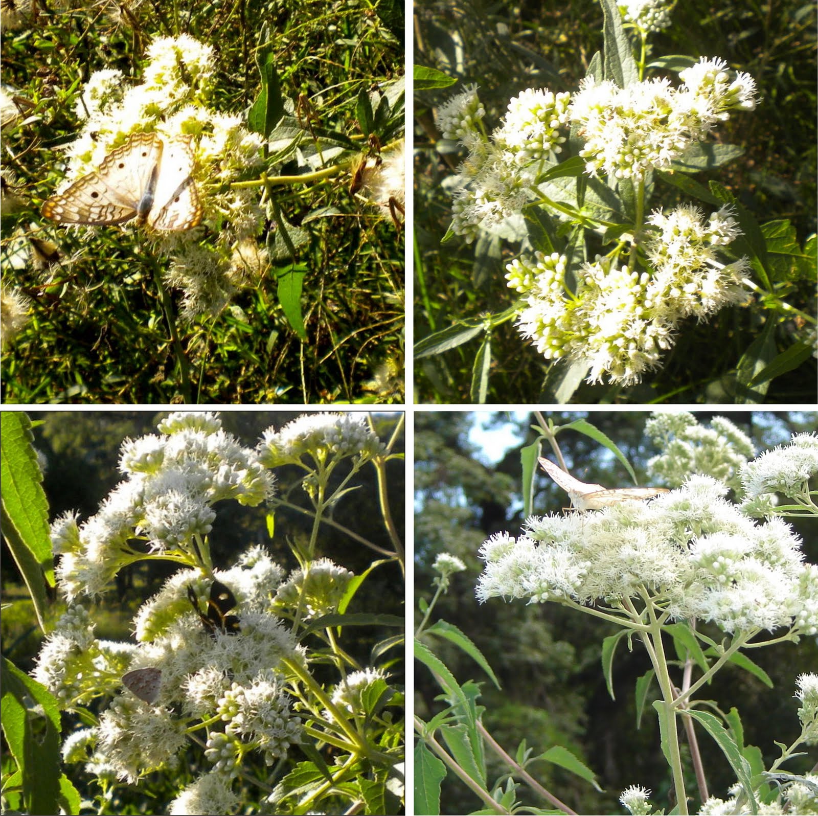 v e r d e c h a c o: Chilca