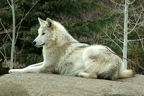 Great Plains Wolf | The Life of Animals