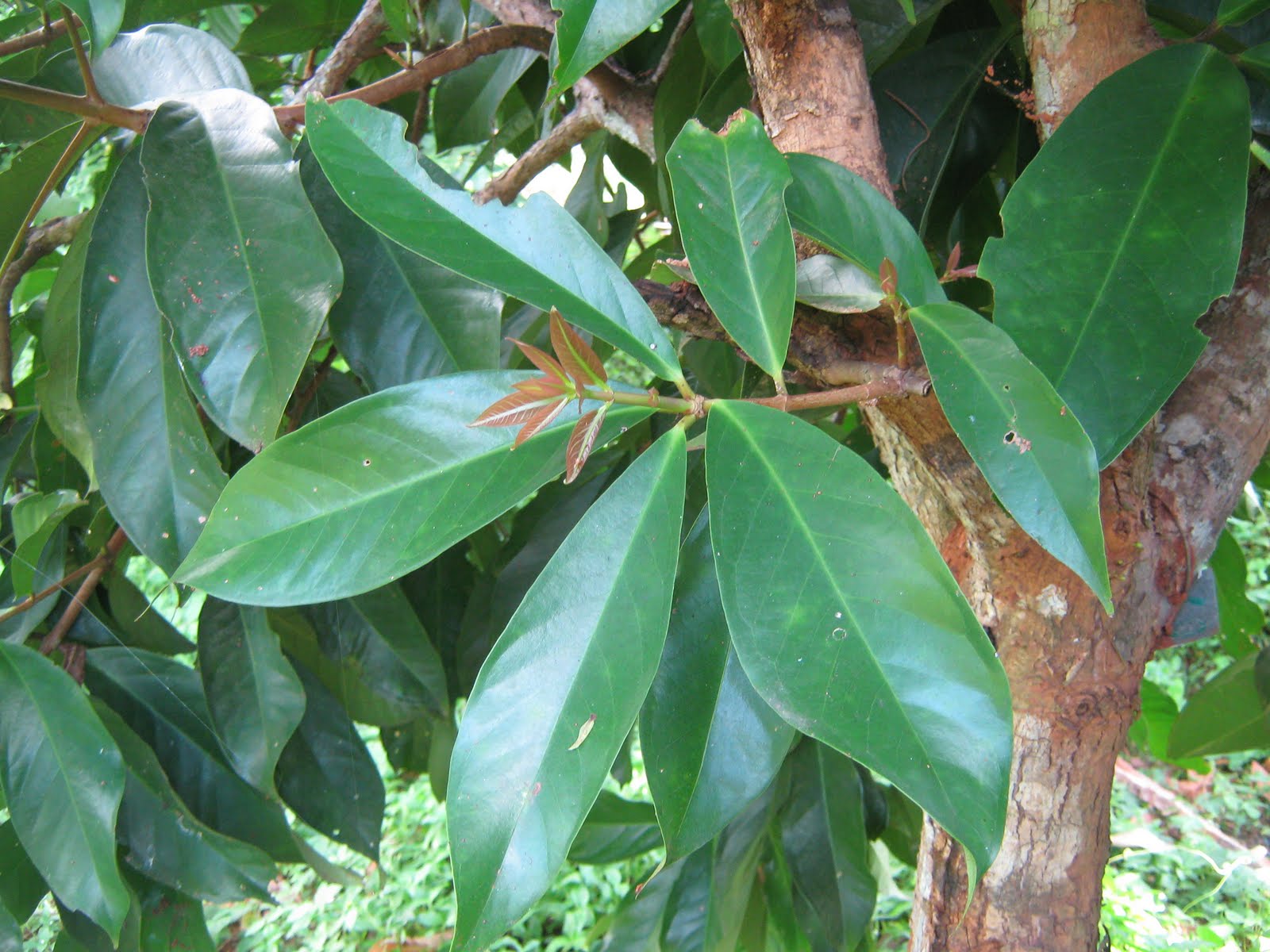 KLASIFIKASI TUMBUHAN BERBIJI: Jambu Dersono (Syzygium malaccense)