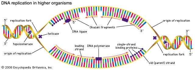 Pengertian dan Proses Replikasi DNA