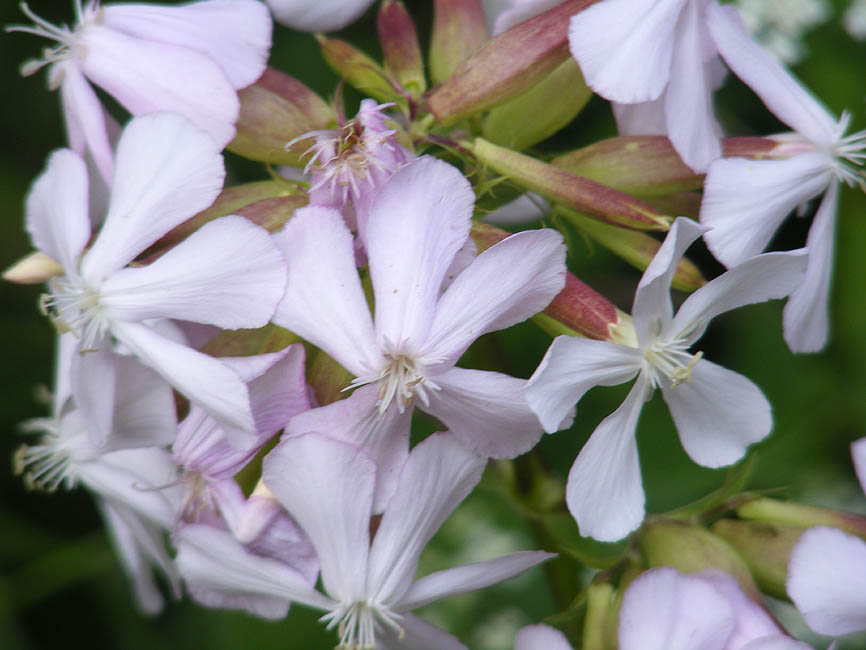 Days on the Claise: Soapwort