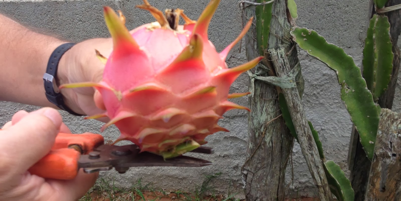 Design Sensible: White pitaya, pink pitaya and the missed yellow dragon ...