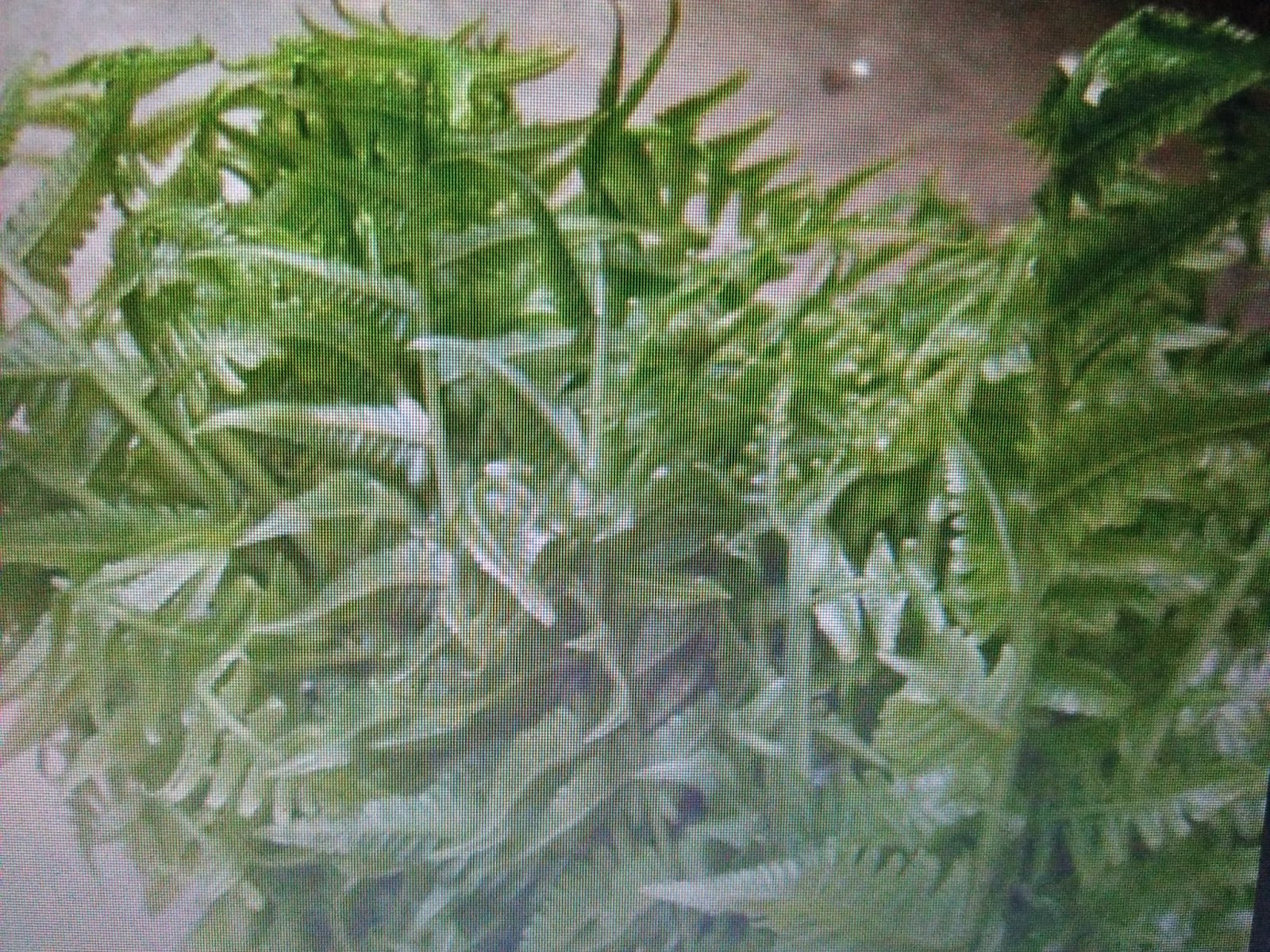 Fuziah Sulaiman blog: Kenali flora Paku Pakis edibel sebagai rujukan ...