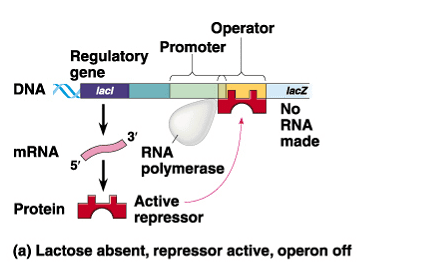 Lac Operon Pada Bakteri E coli - Biologi Edukasi: Belajar Sains Biologi